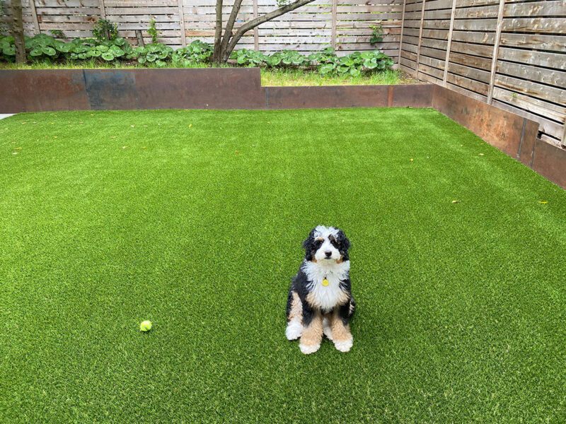 Artificial Grass for Pets | Artificial Grass Pet Turf | Grass365